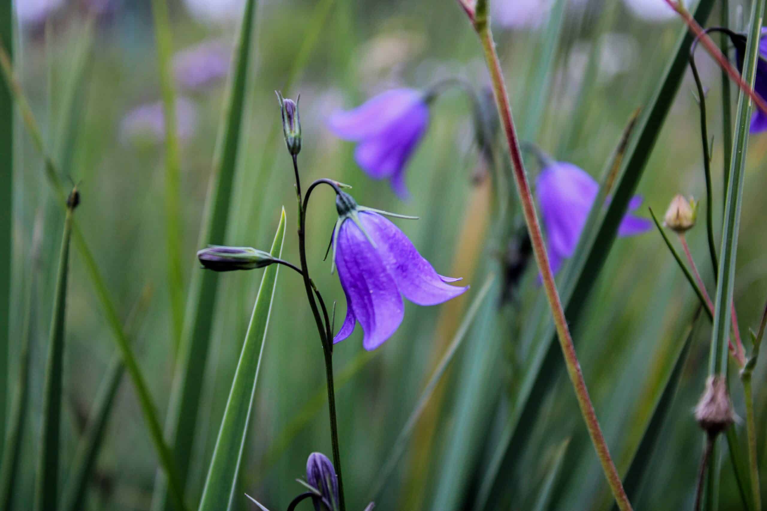 Traditional Spring Tea Fundraiser